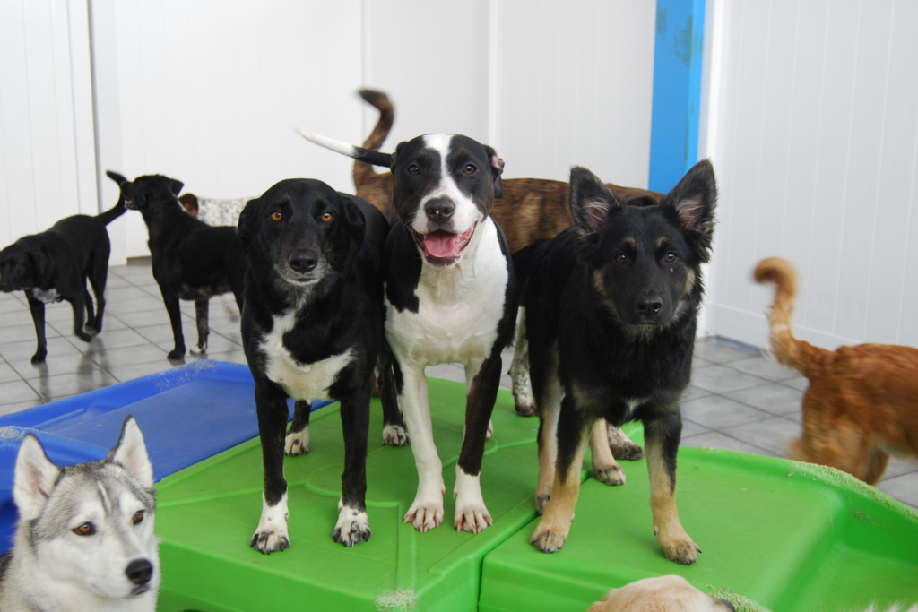 Most Common Dog Breeds & Names at Hounds Town Most Common Dog Breeds & Names at Hounds Town