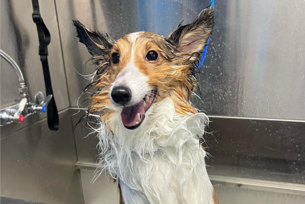 Behind the Scenes of Our Pet Spa
